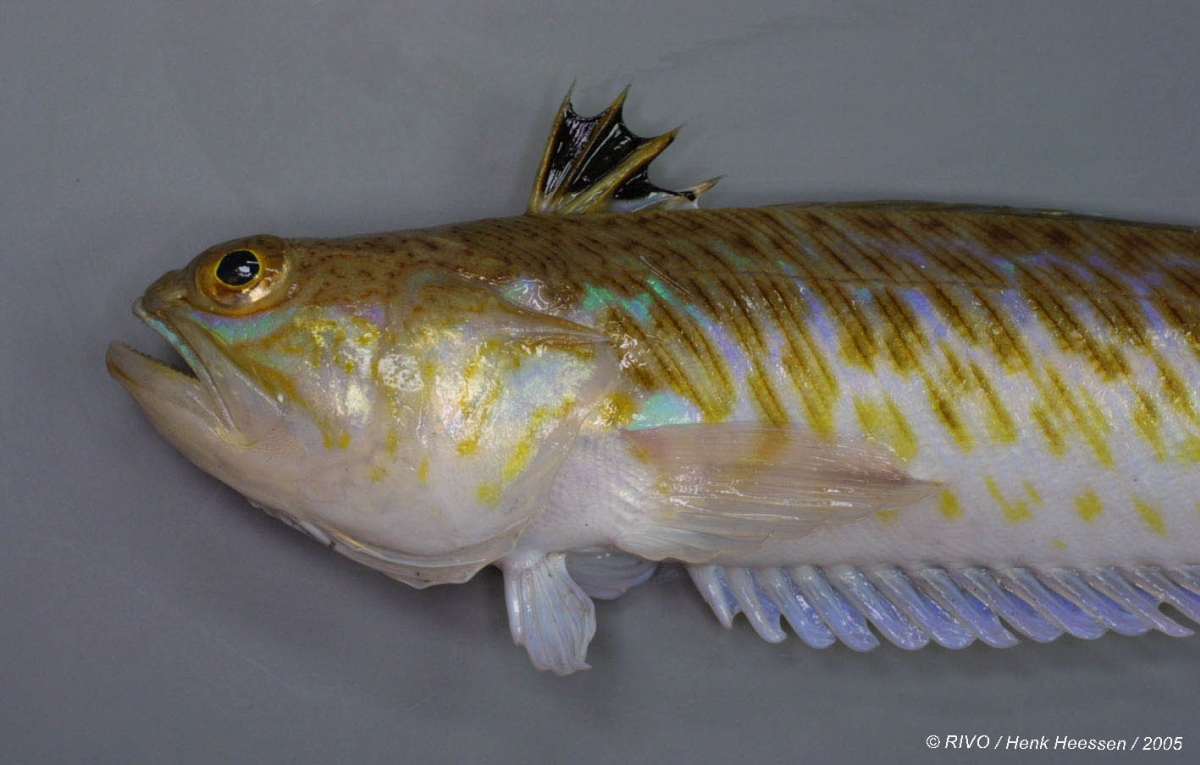 Grote pieterman | Vleet