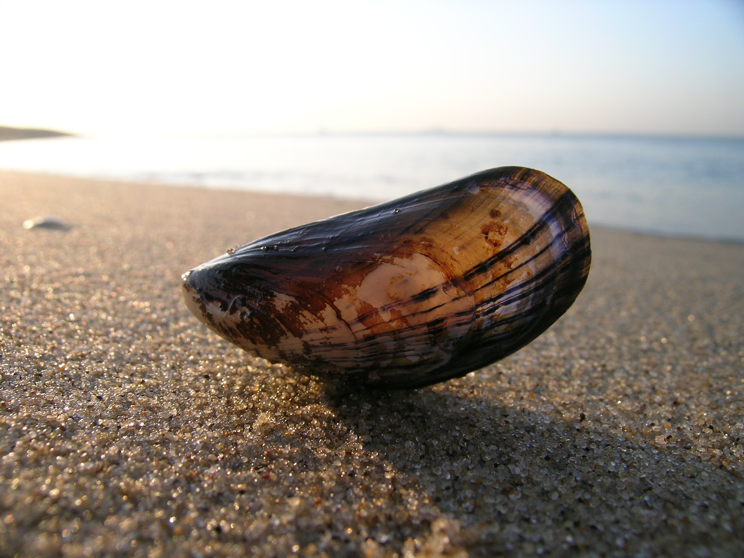 Mossel | Vleet