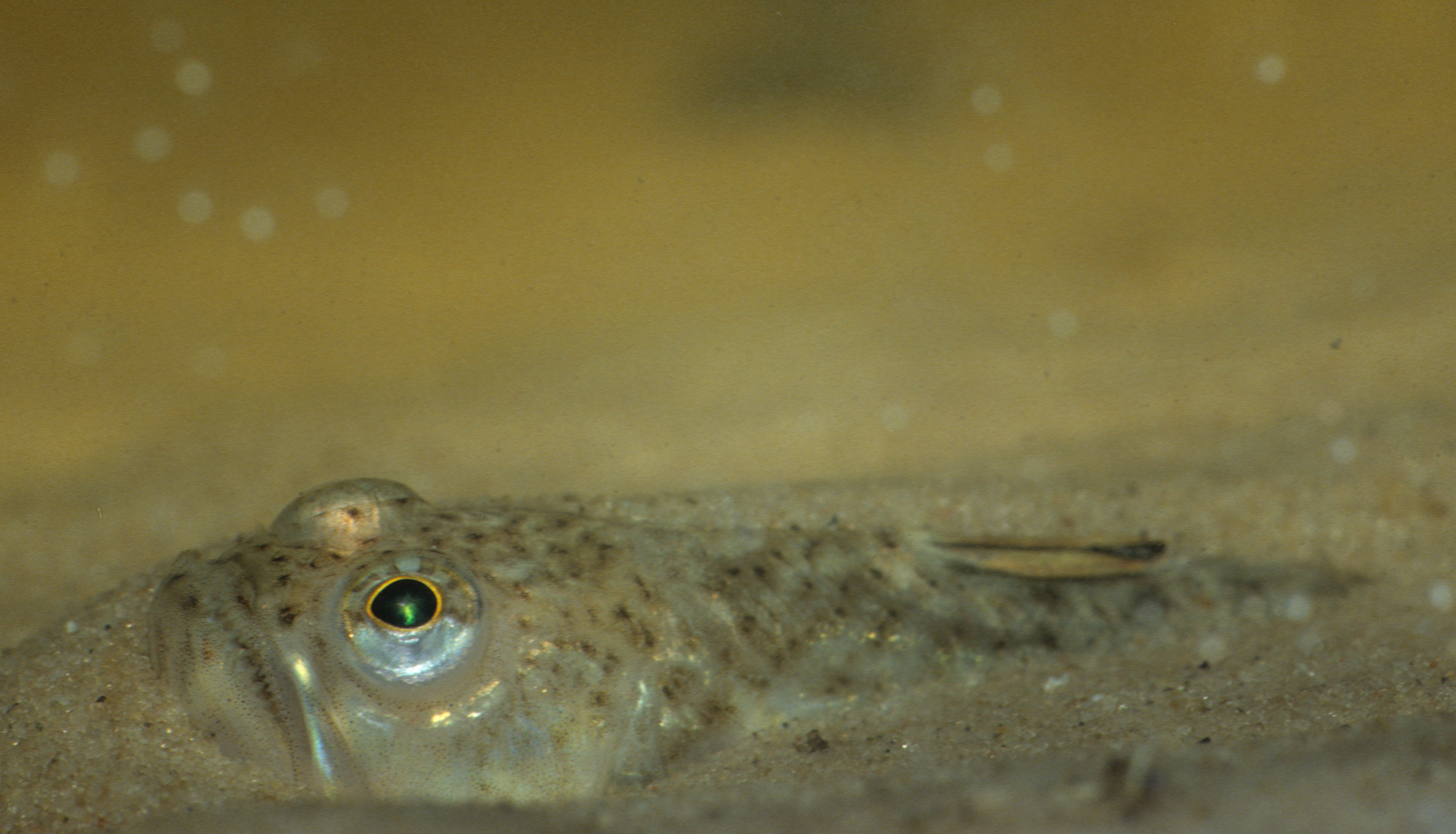 Kleine pieterman | Vleet