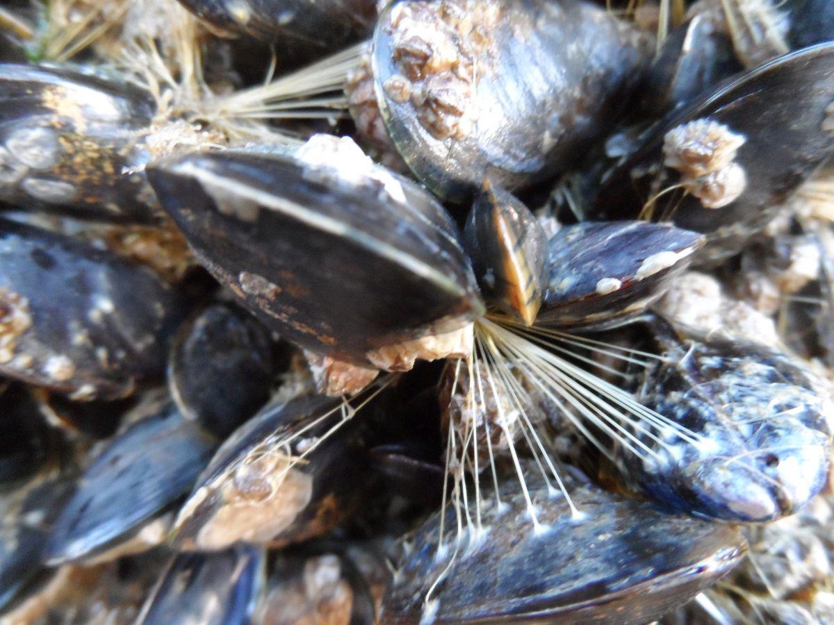 Mossel | Vleet