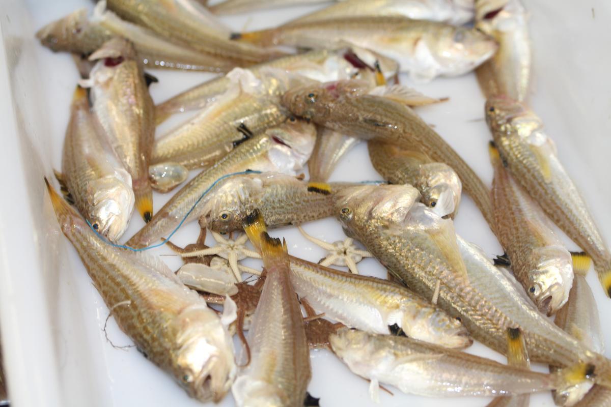 Kleine pieterman | Vleet