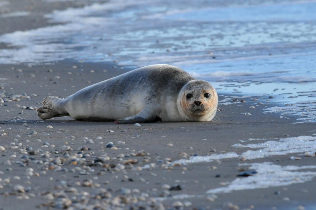 Zeehonden: voedsel, gedrag en bedreigingen | Vleet